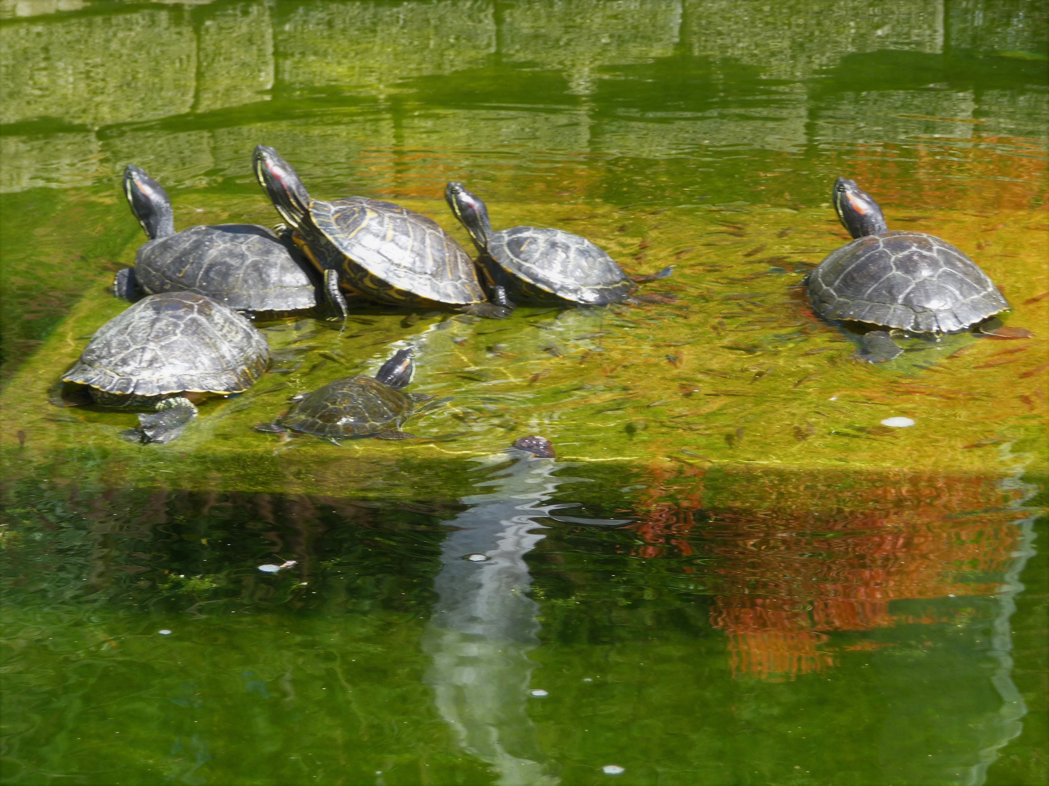 Turtles in a Box | Campfire Tales