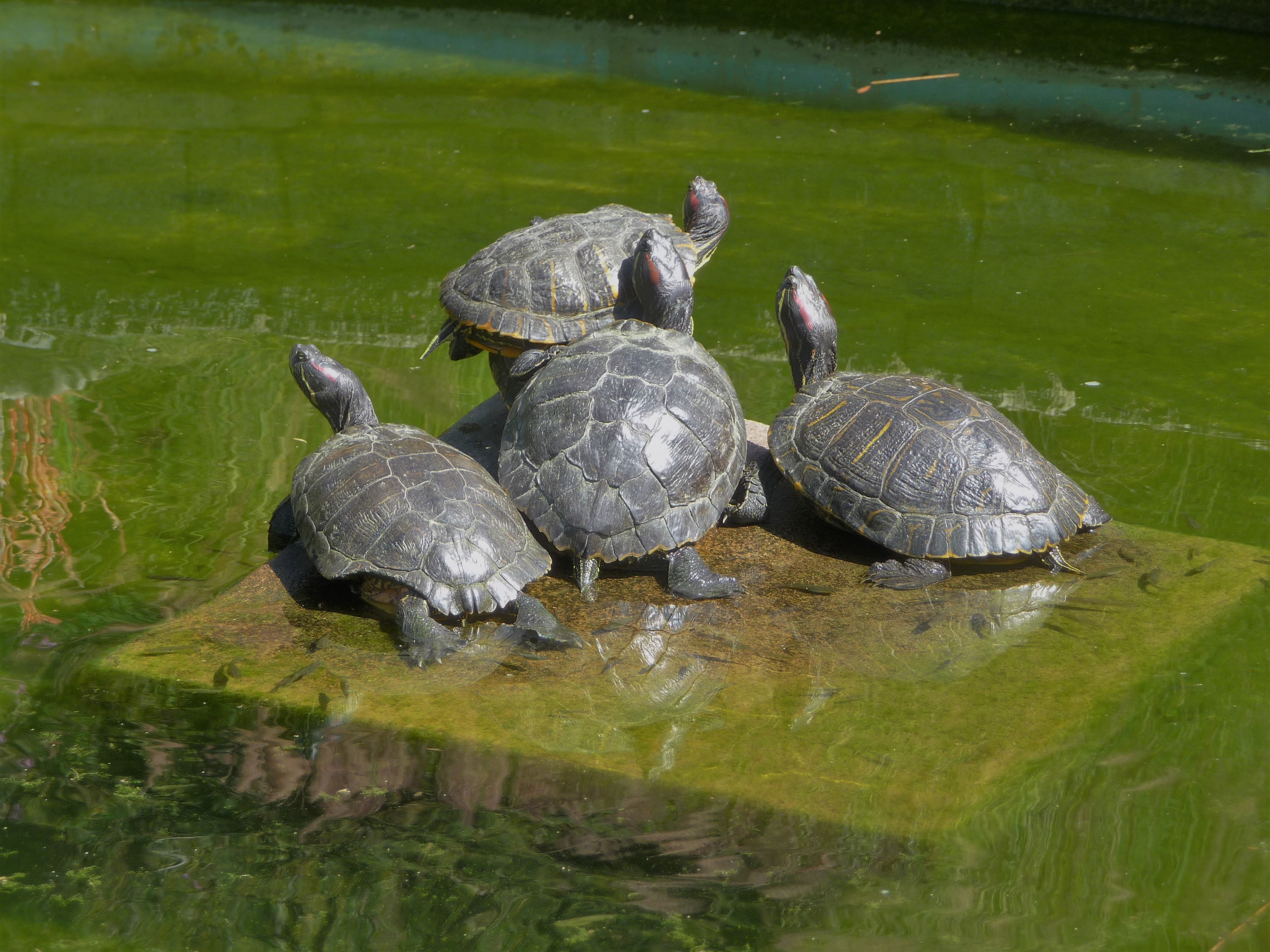 Turtles in a Box | Campfire Tales